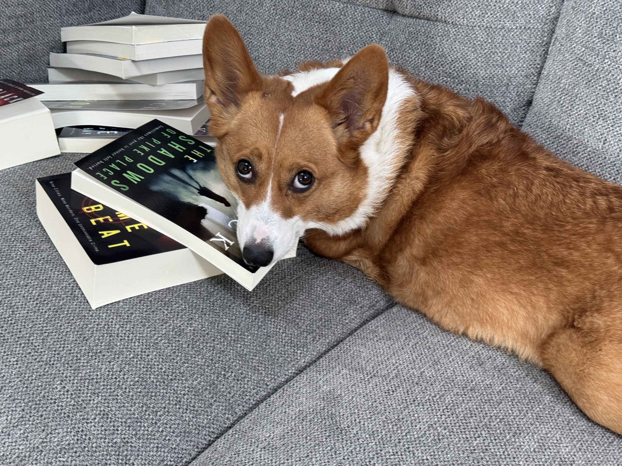 From Corgis to NFL Panic: Memorable Reader Reactions to My Books - D.D ...